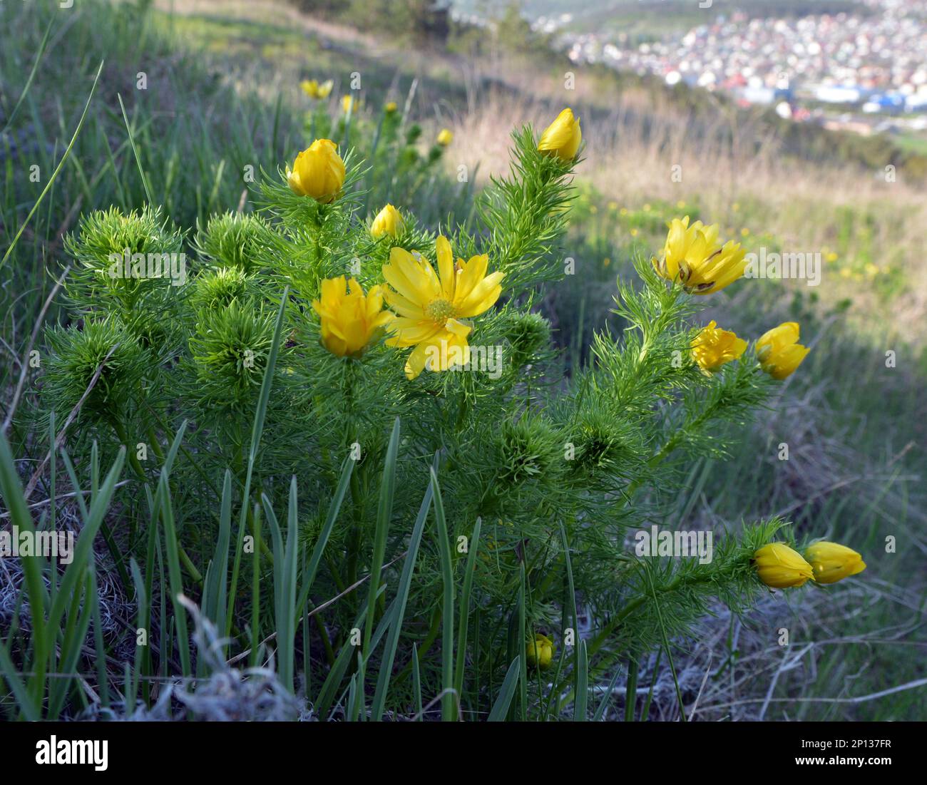 Adonis vernalis, on the hills grows in the wild Stock Photo - Alamy