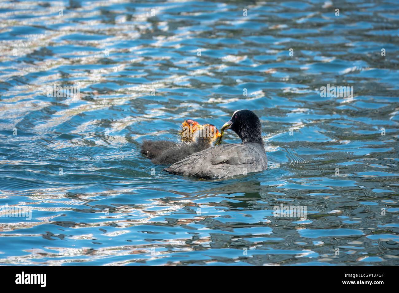 coot feeding her chicks on the water Stock Photo - Alamy