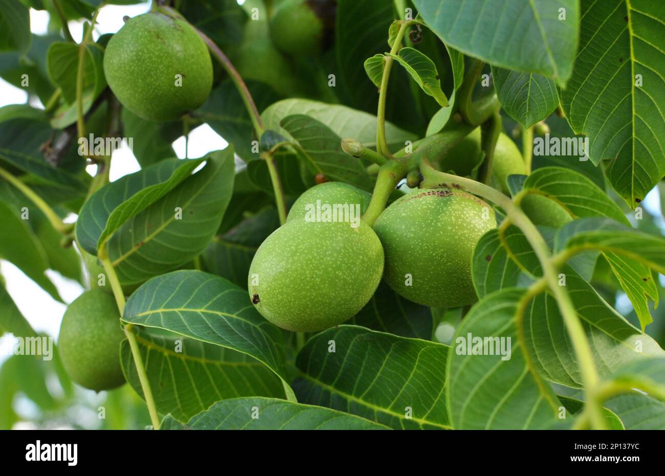 On a tree branch with a green shell, a ripening walnut Stock Photo - Alamy