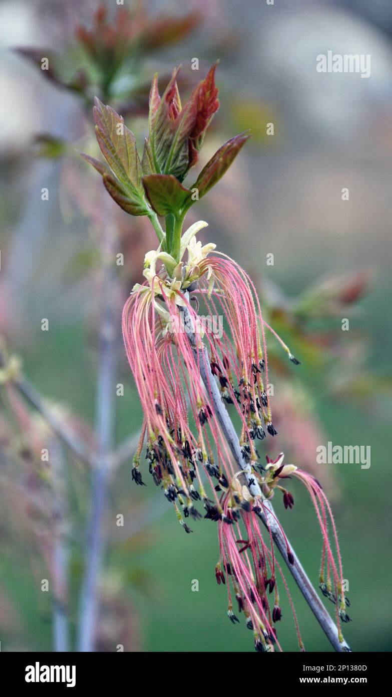 Ash leaf maple tree hi-res stock photography and images - Alamy