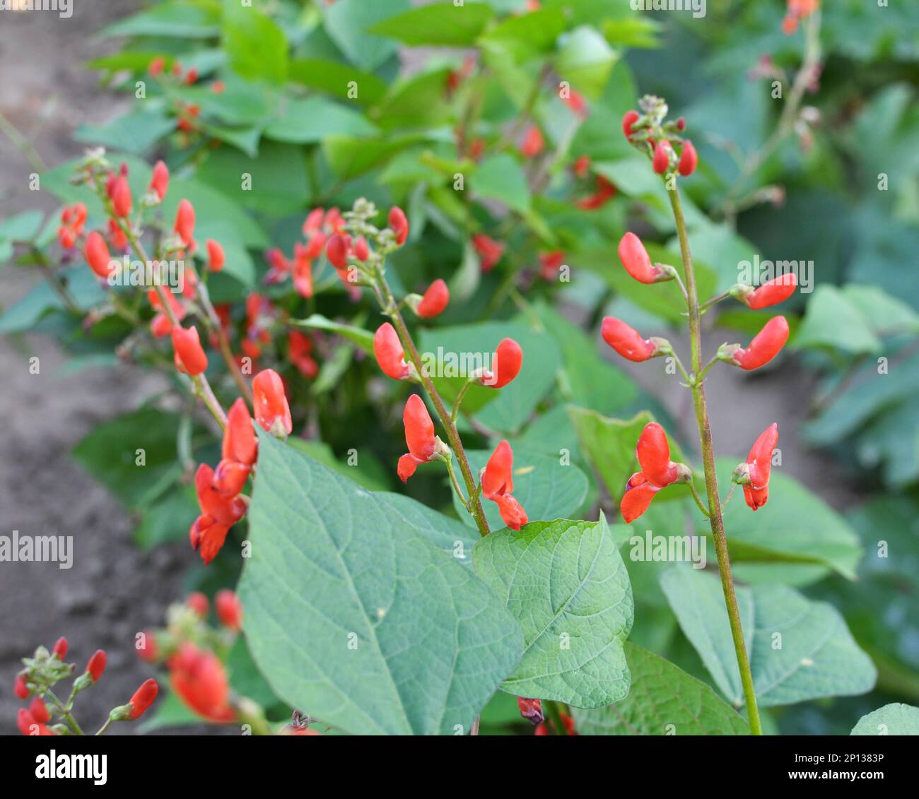 Common bean (Phaseolus vulgaris) blooms in open ground in the garden ...
