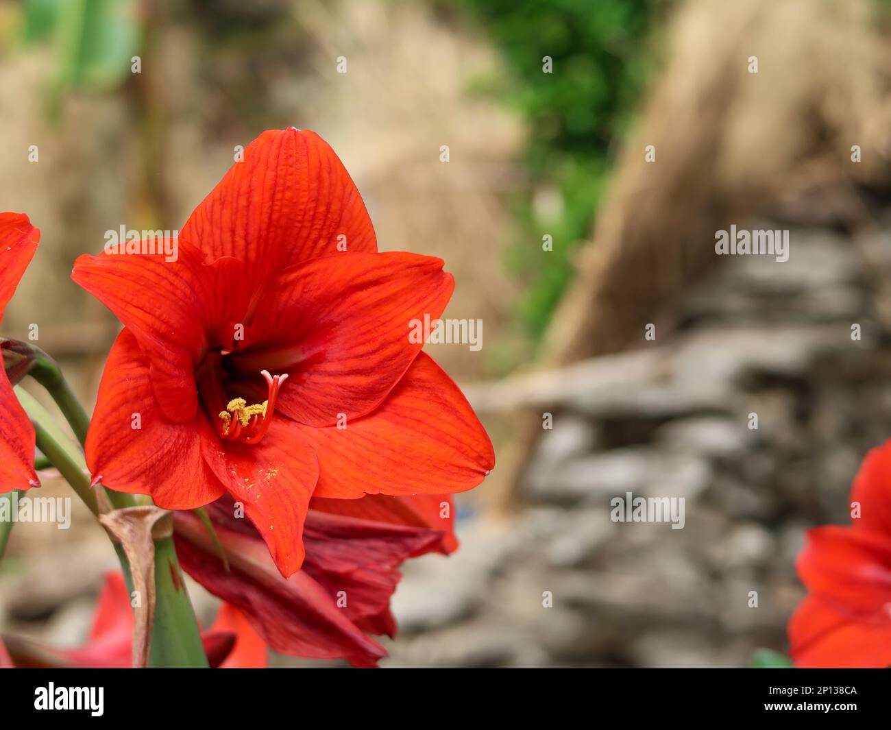 Himalaya Mountains range with magnificent blossoms rhododendrons ...