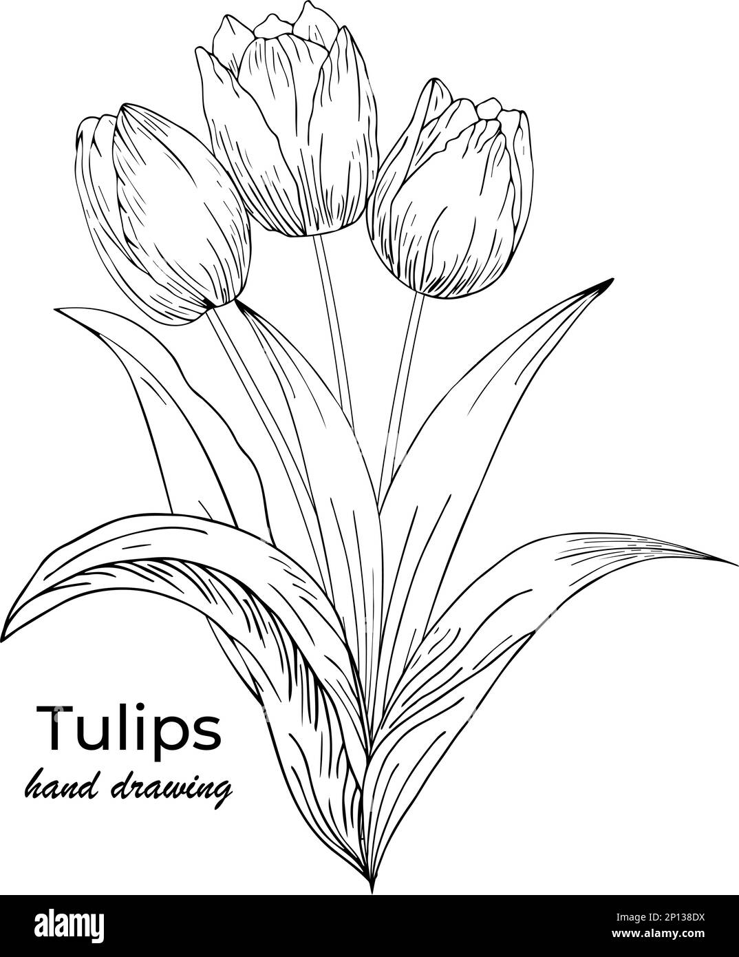 Floral floral background with tulips. Hand drawing Stock Vector Image ...