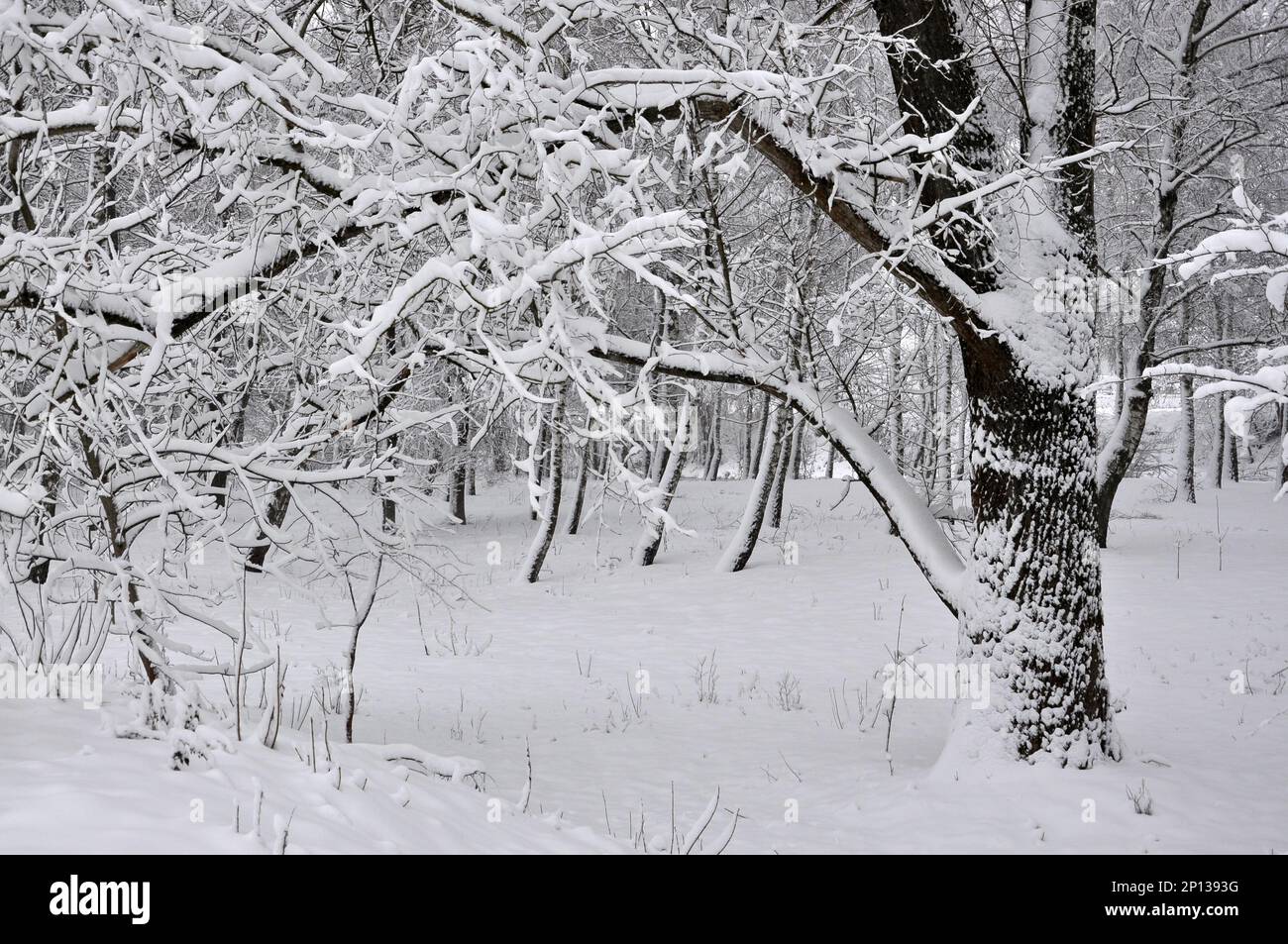 Winter landscape after the first snowfall Stock Photo - Alamy