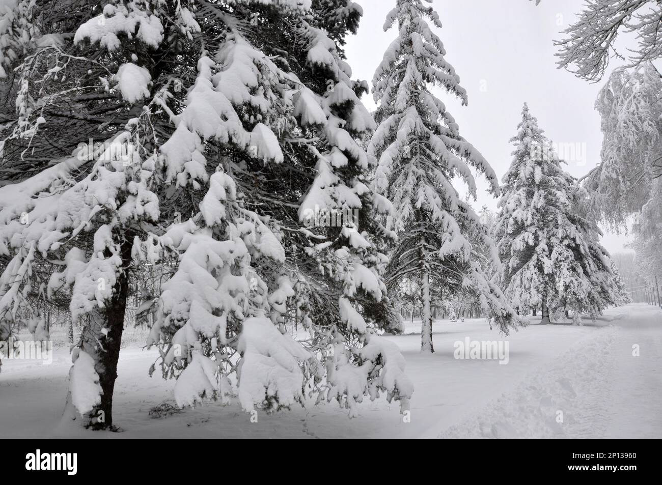 Snowfall frost hi-res stock photography and images - Alamy
