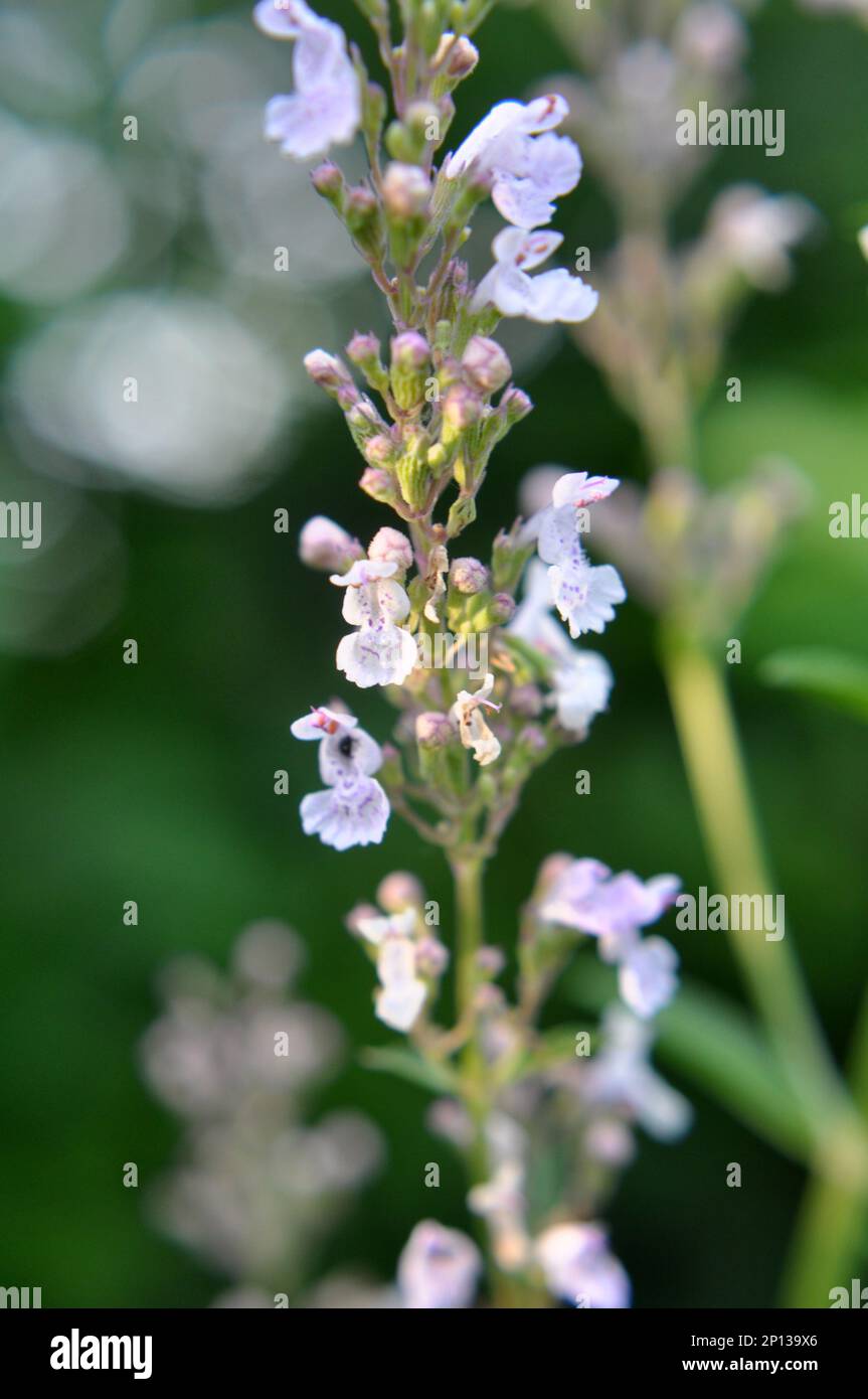Catnip flower hi-res stock photography and images - Alamy