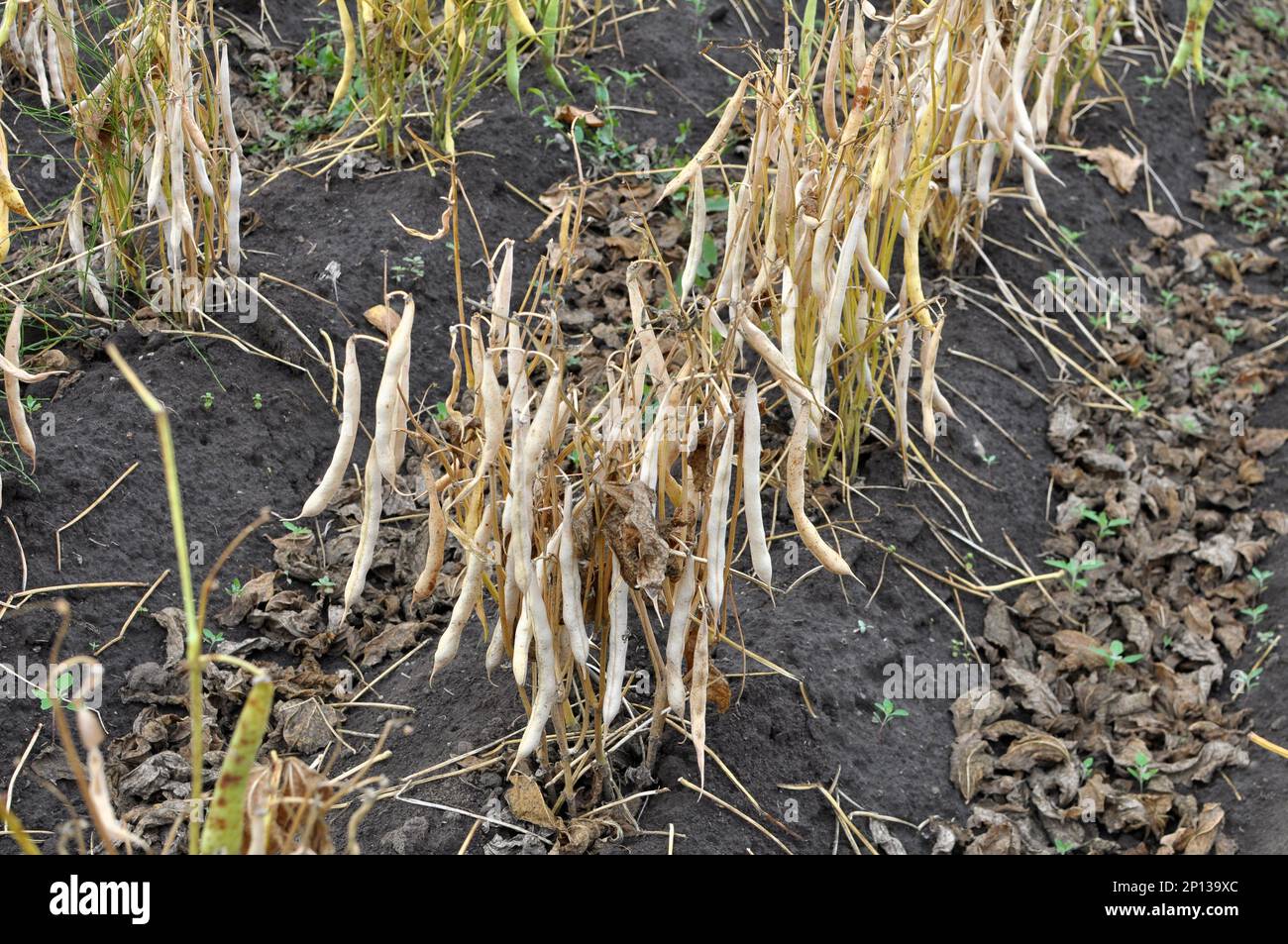 Ripe pods are ripening on a bean stalk in the field Stock Photo - Alamy