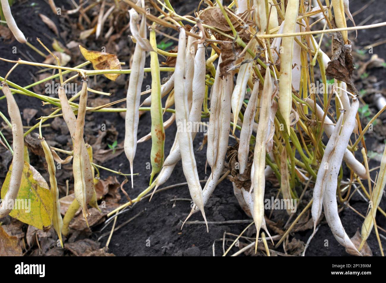 Bean ripening hi-res stock photography and images - Alamy