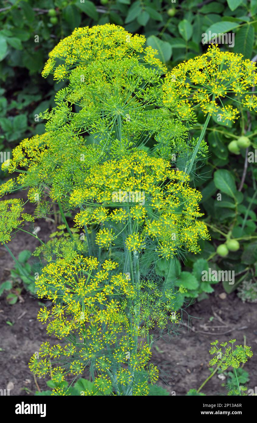 In the open ground in the garden grows dill (Anethum graveolens Stock ...