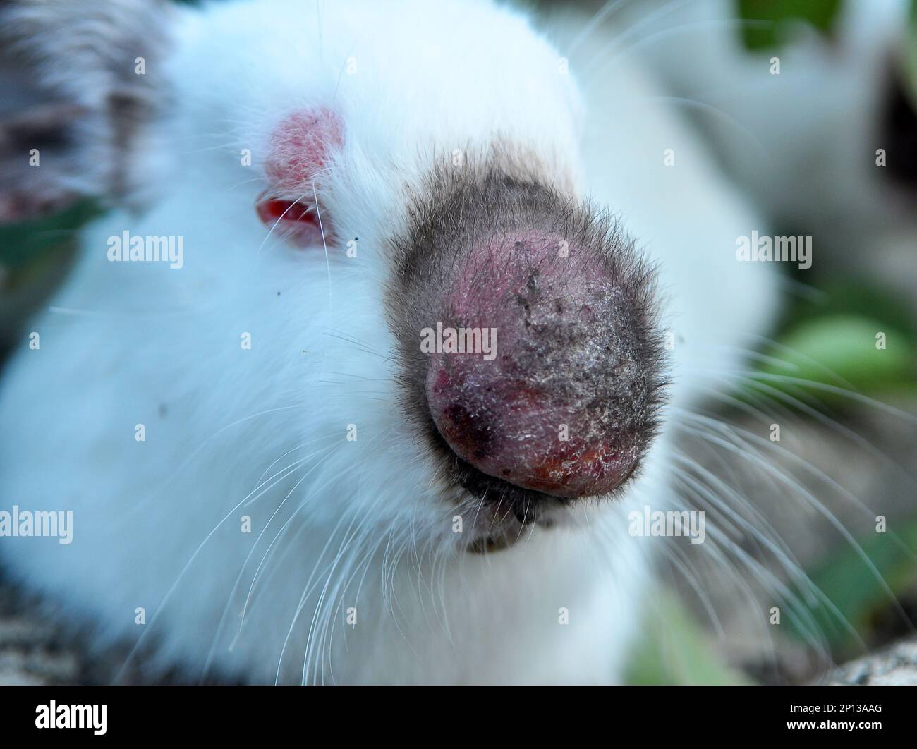 Home rabbit patient with viral myxomatosis disease Stock Photo - Alamy