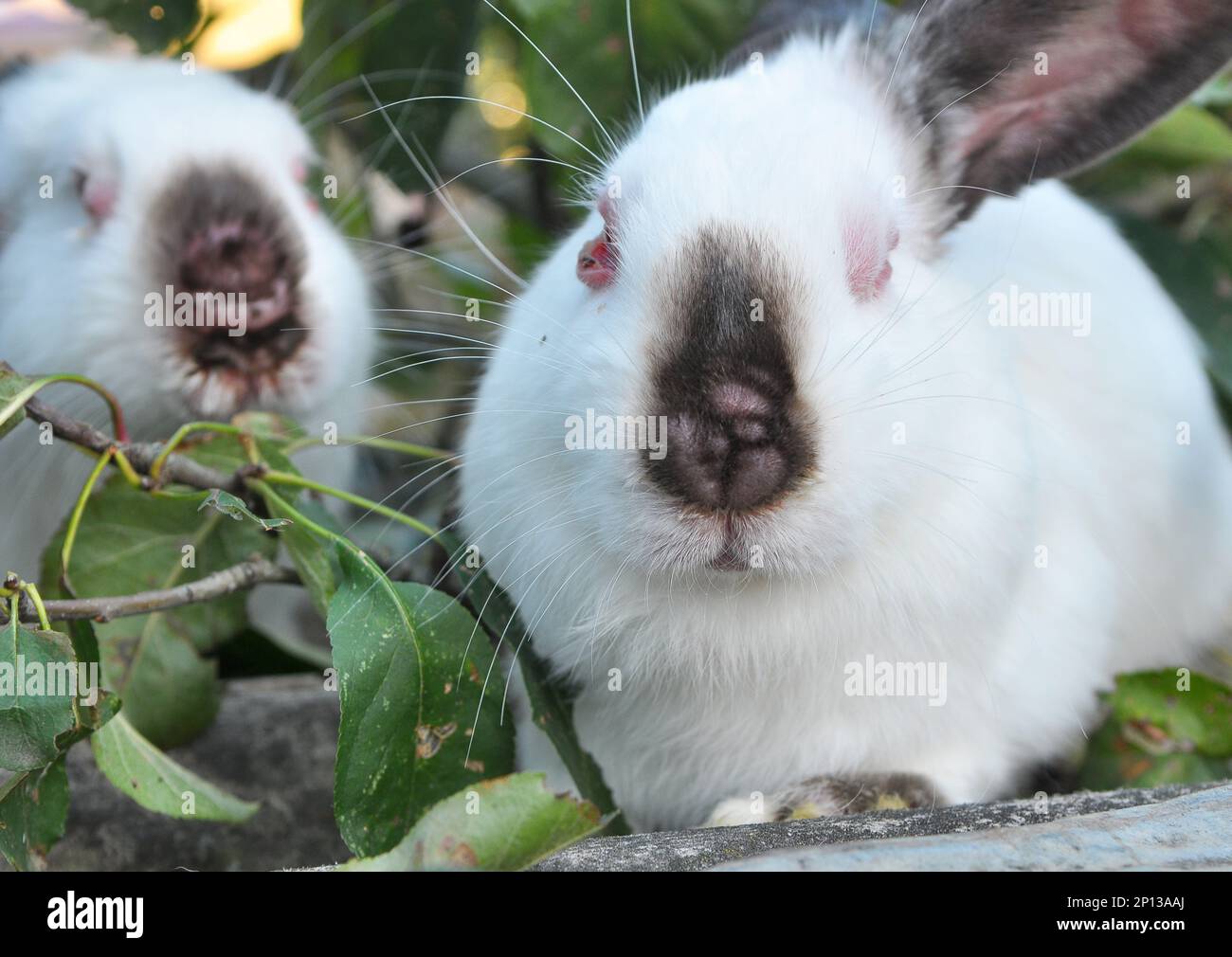 Home rabbit patient with viral myxomatosis disease Stock Photo - Alamy