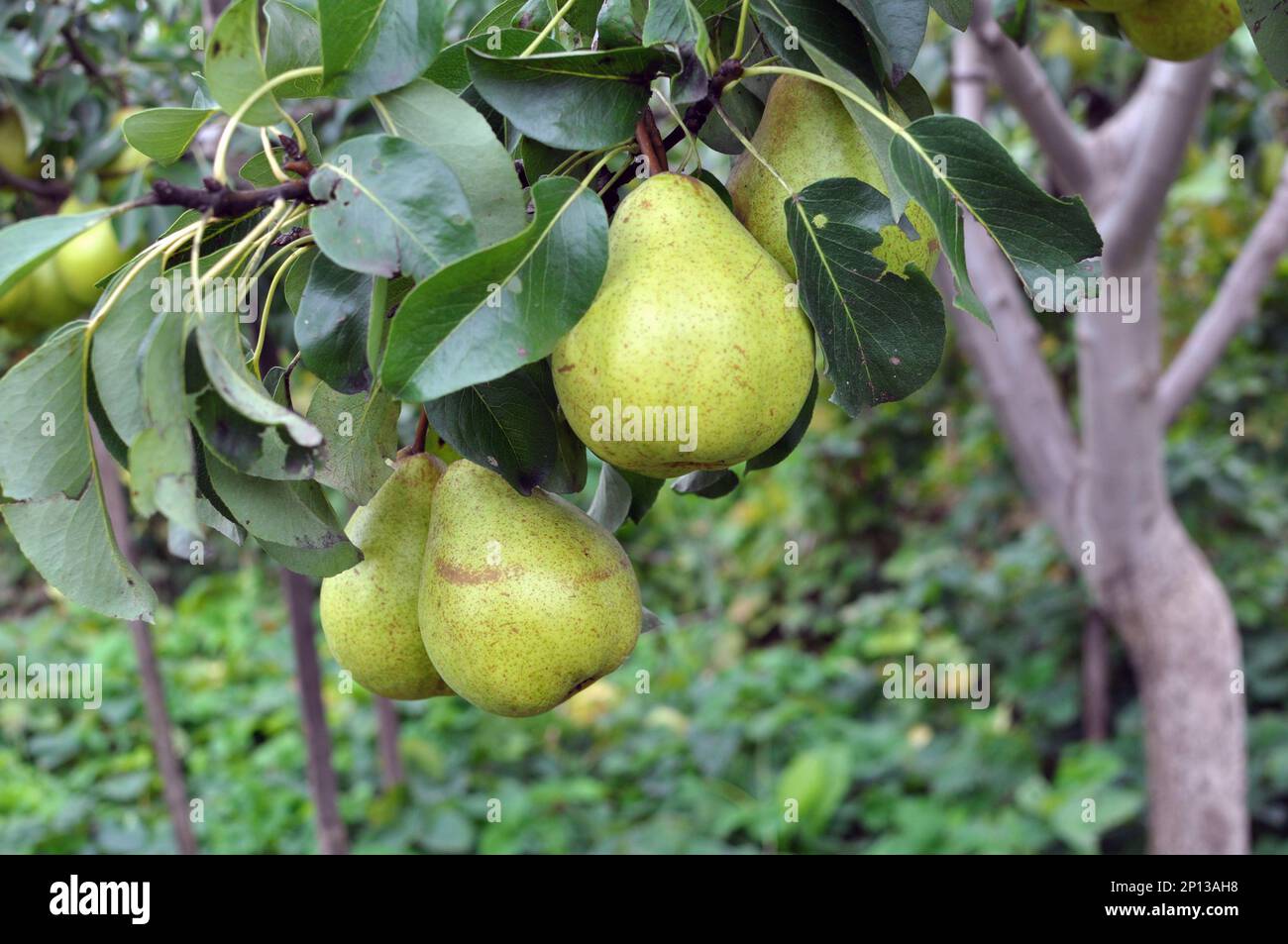 In the orchard, pears ripen on the tree branch Stock Photo - Alamy