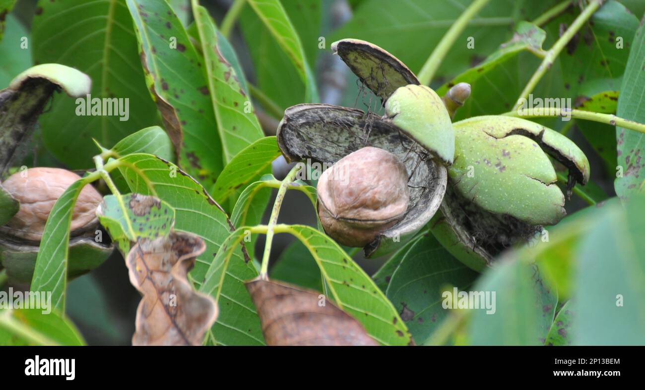 On a branch of a tree mature walnut with a cracked green shell Stock ...