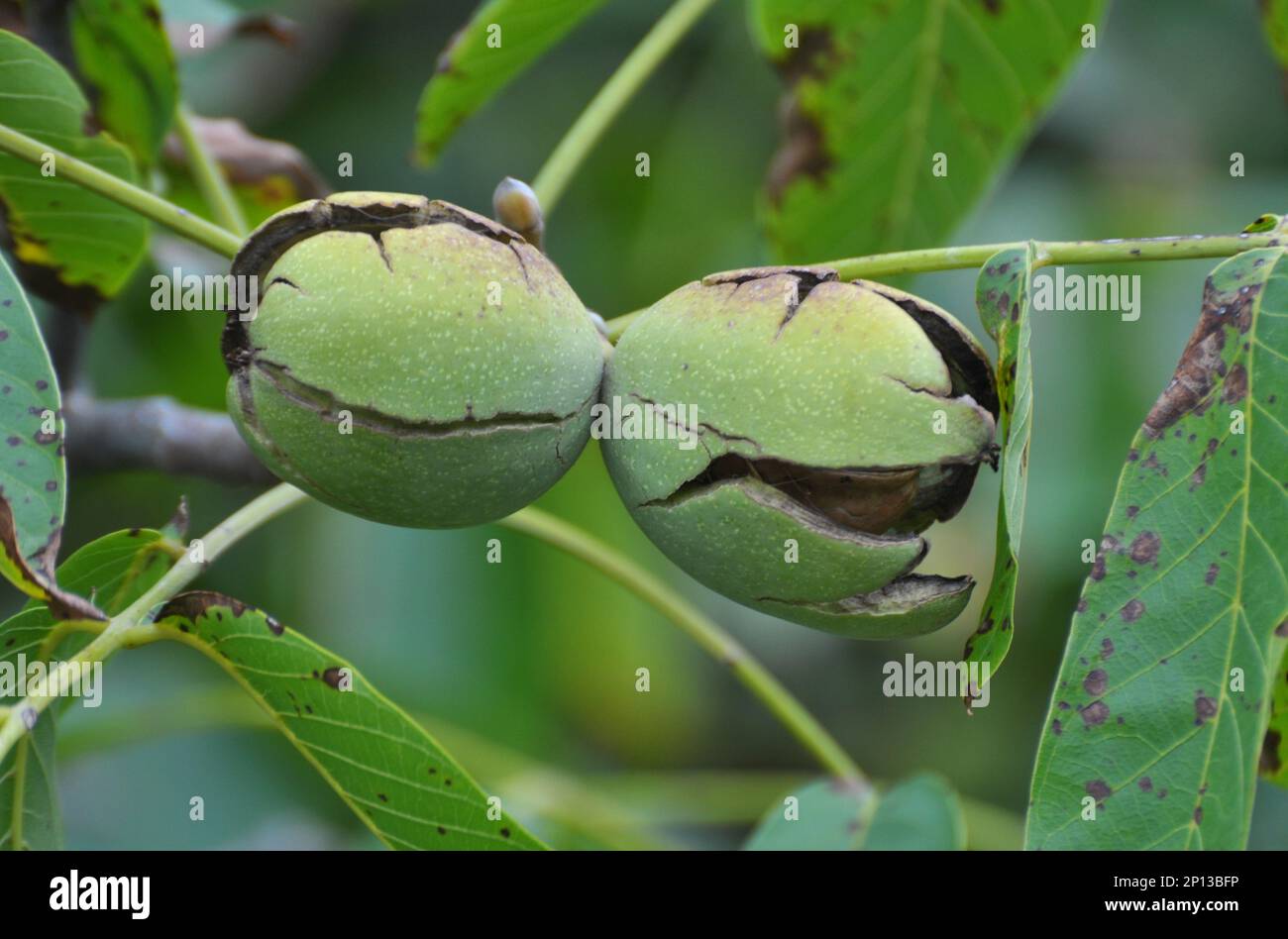 On a branch of a tree mature walnut with a cracked green shell Stock ...