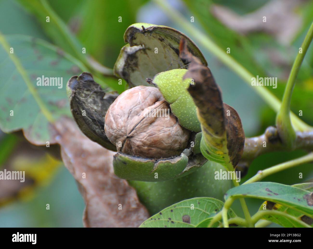 Mature walnut tree hi-res stock photography and images - Alamy