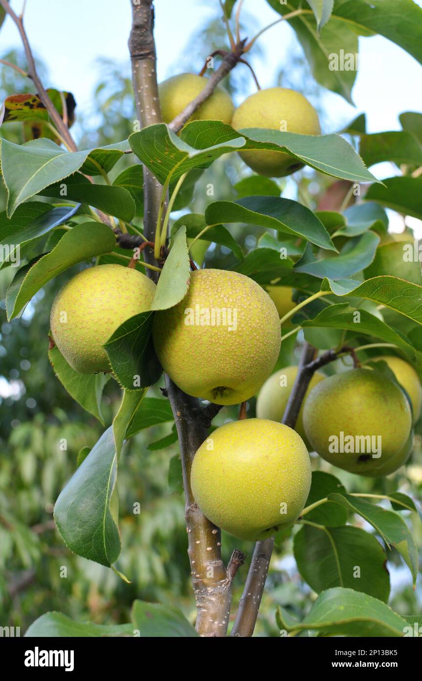 In the orchard, pears ripen on the tree branch Stock Photo - Alamy