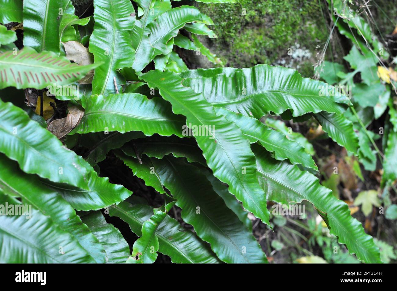 In the wild, ferns of Asplenium scolopendrium grow in the forest Stock ...
