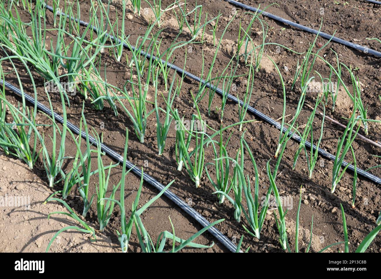 Drip irrigation is used to grow onions in open organic soil Stock Photo ...
