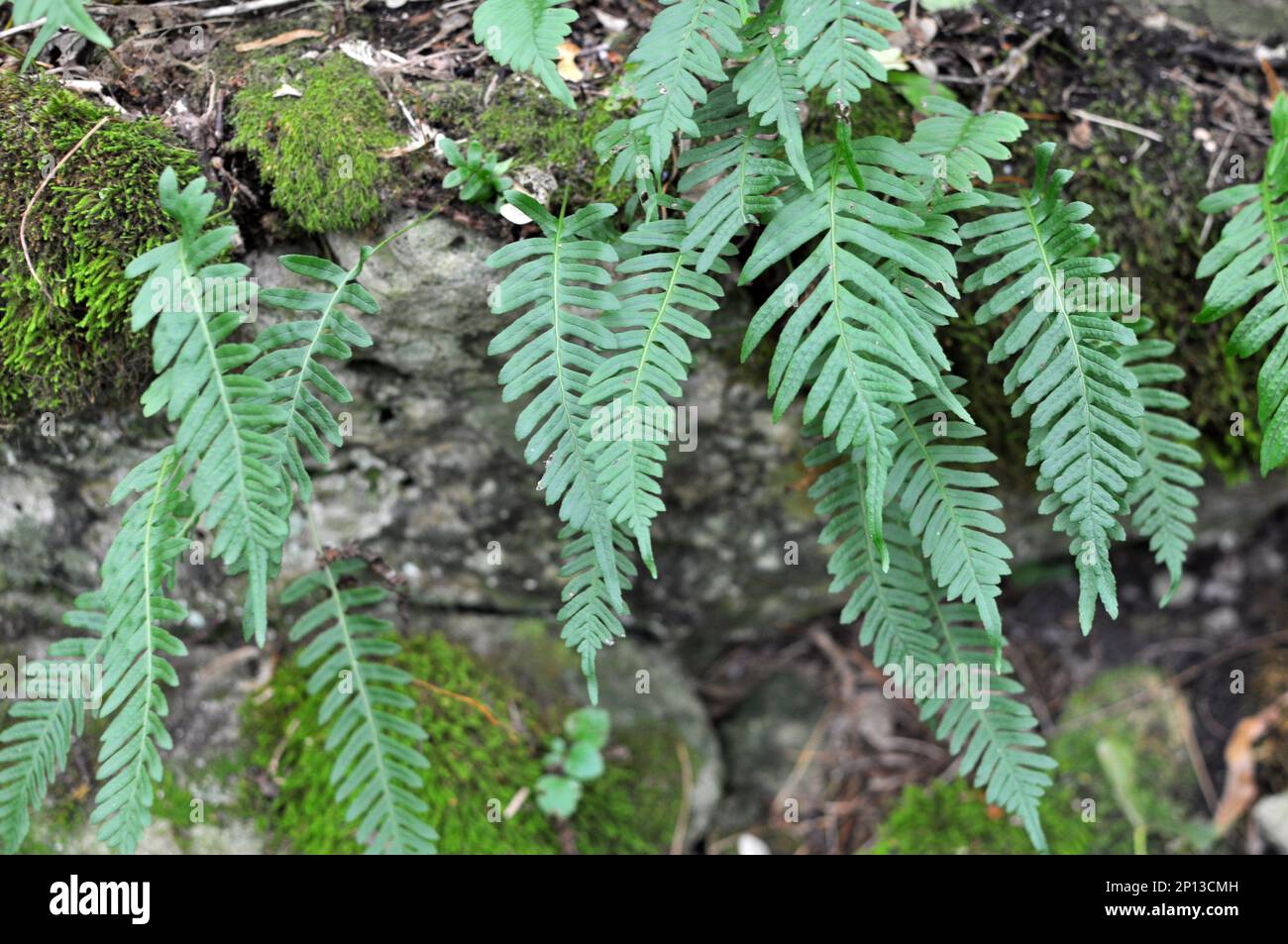 Fern Polypodium vulgare grows in the wild on a rock in the woods Stock ...