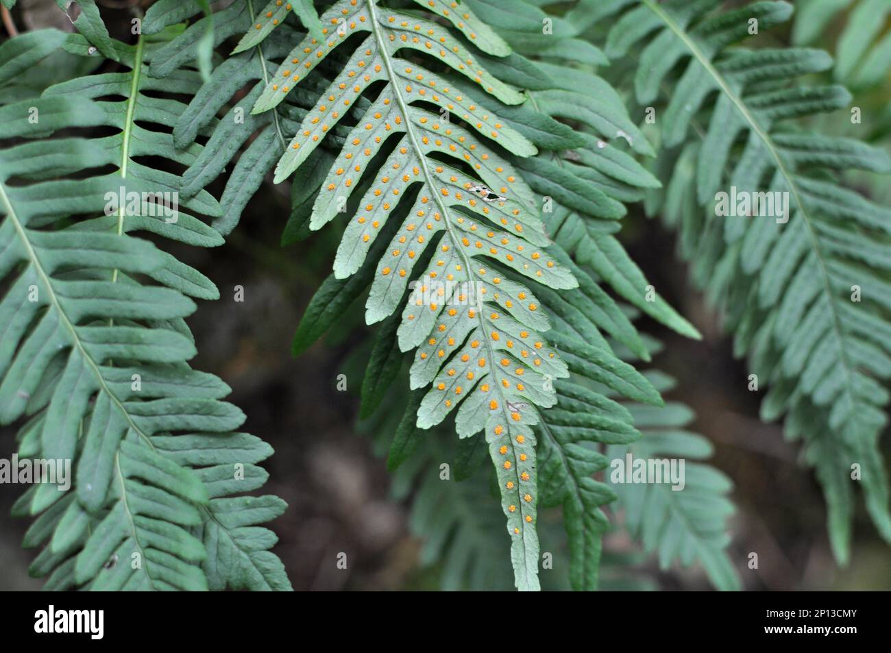 Fern Polypodium vulgare grows in the wild on a rock in the woods Stock ...