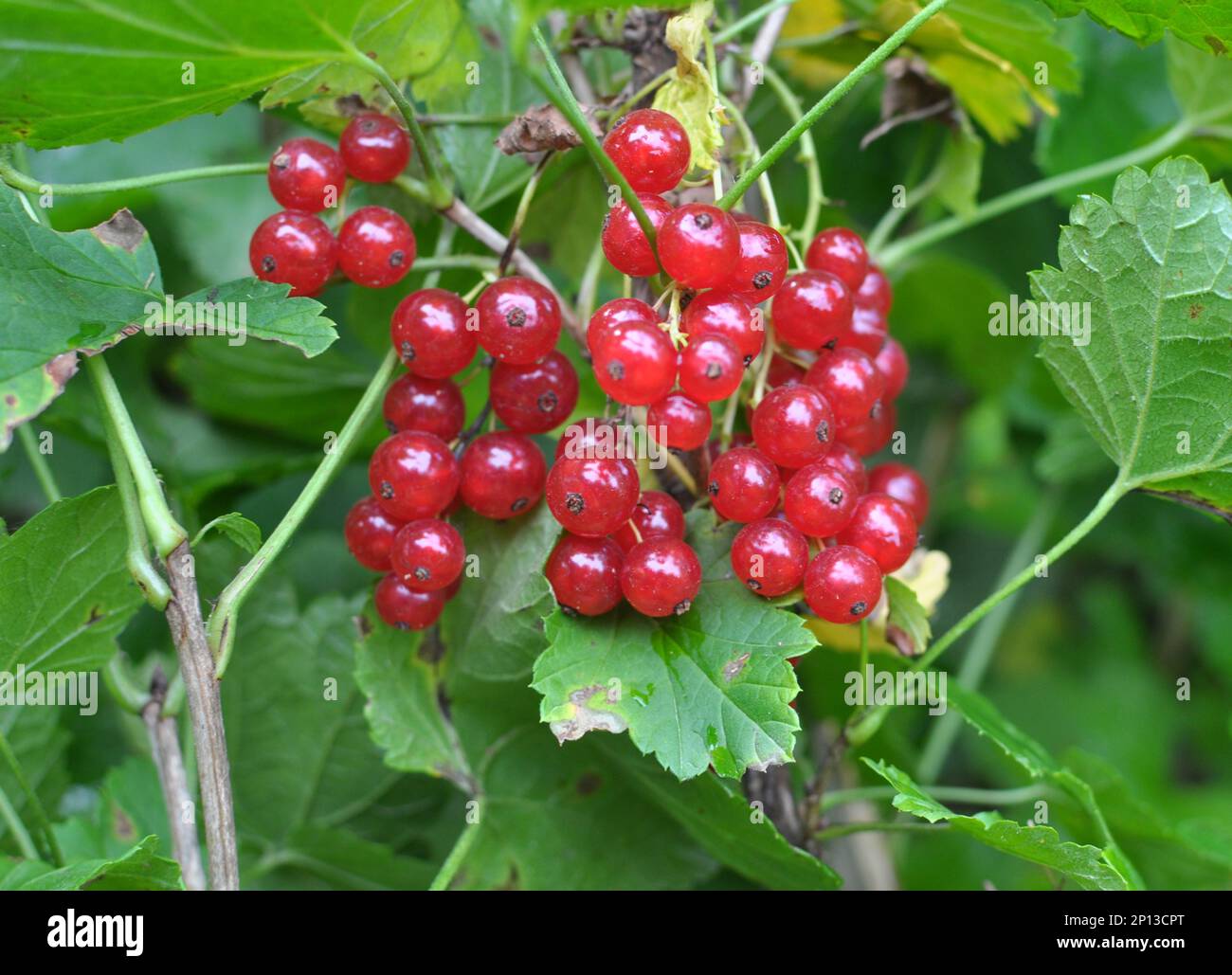 On the branch bush berries are ripe red currant (Ribes rubrum Stock ...