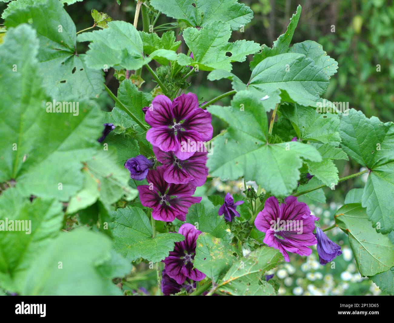 Mallow, malva sylvestris forest grows in the wild Stock Photo - Alamy