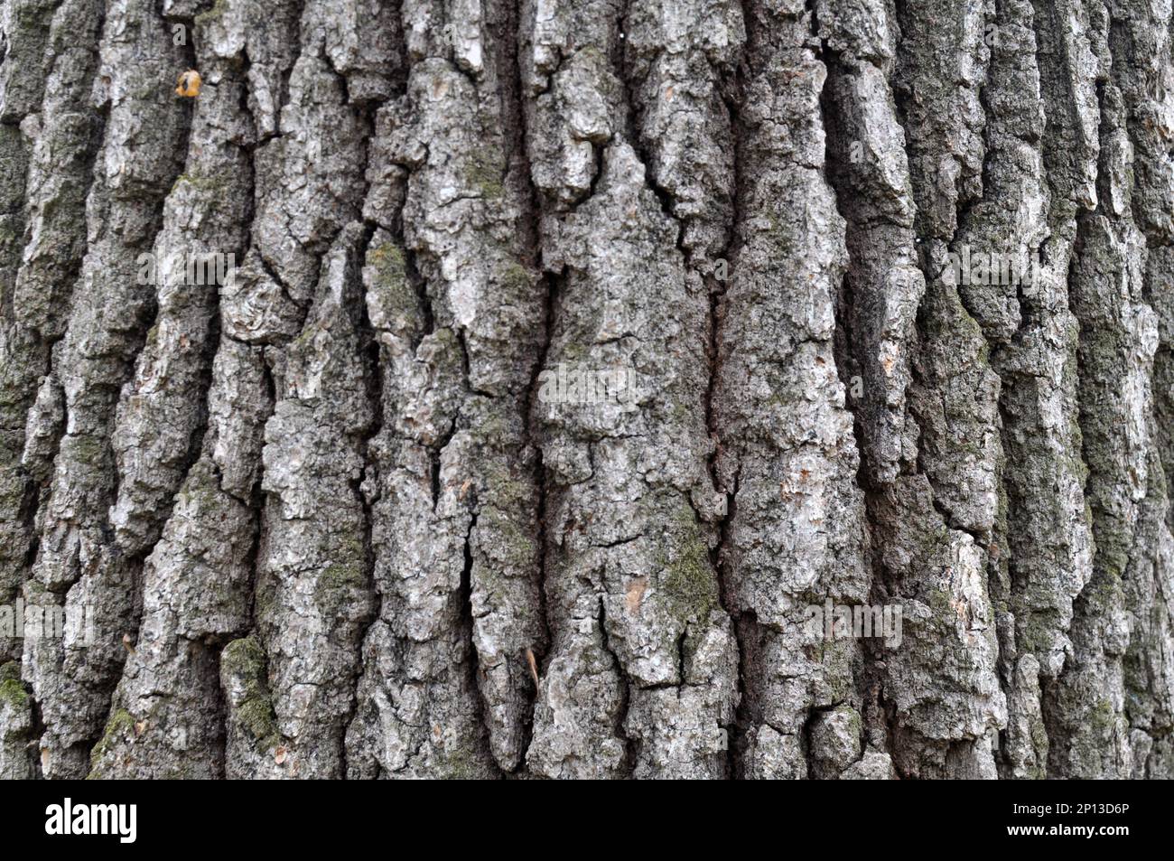 Bark on the trunk of a live oak tree Stock Photo - Alamy