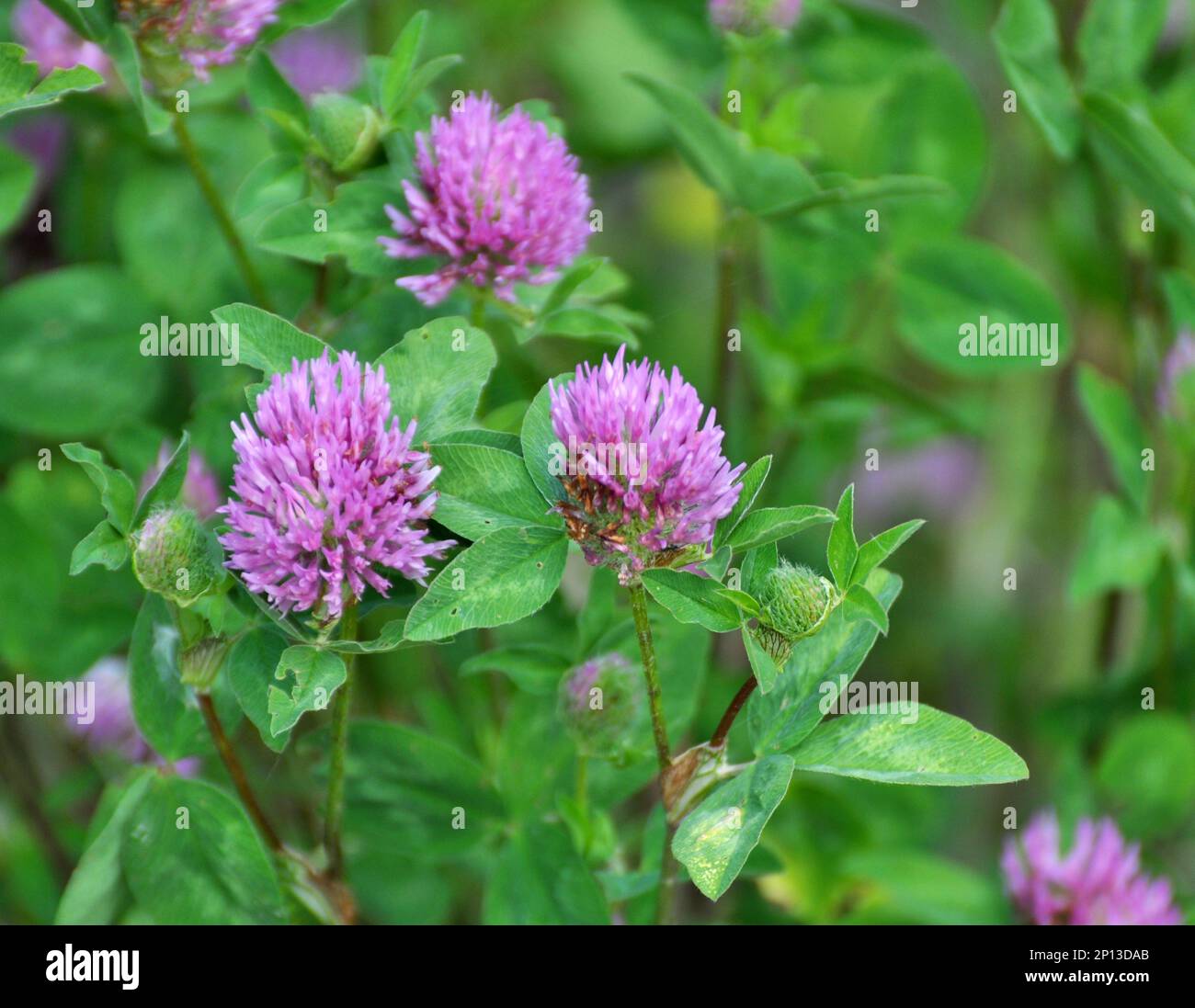 Meadow clover (Trifolium pratense) grows in the meadow among wild ...