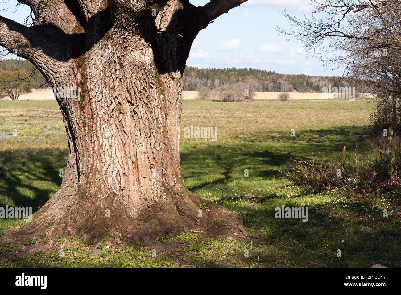 Old and grand oak tree in front of a wetland. Farmland in the ...