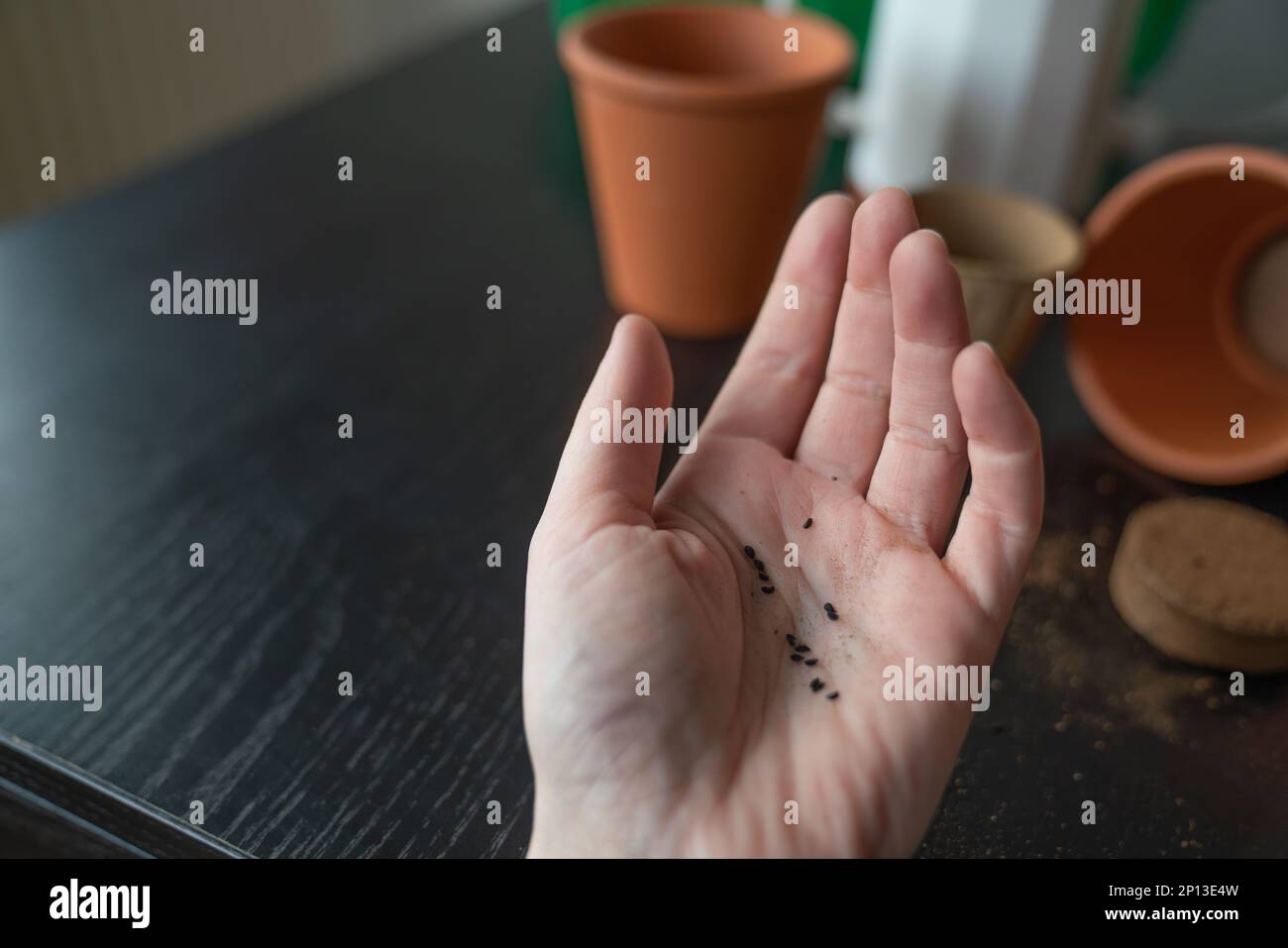 Chia plant pot hi-res stock photography and images - Alamy