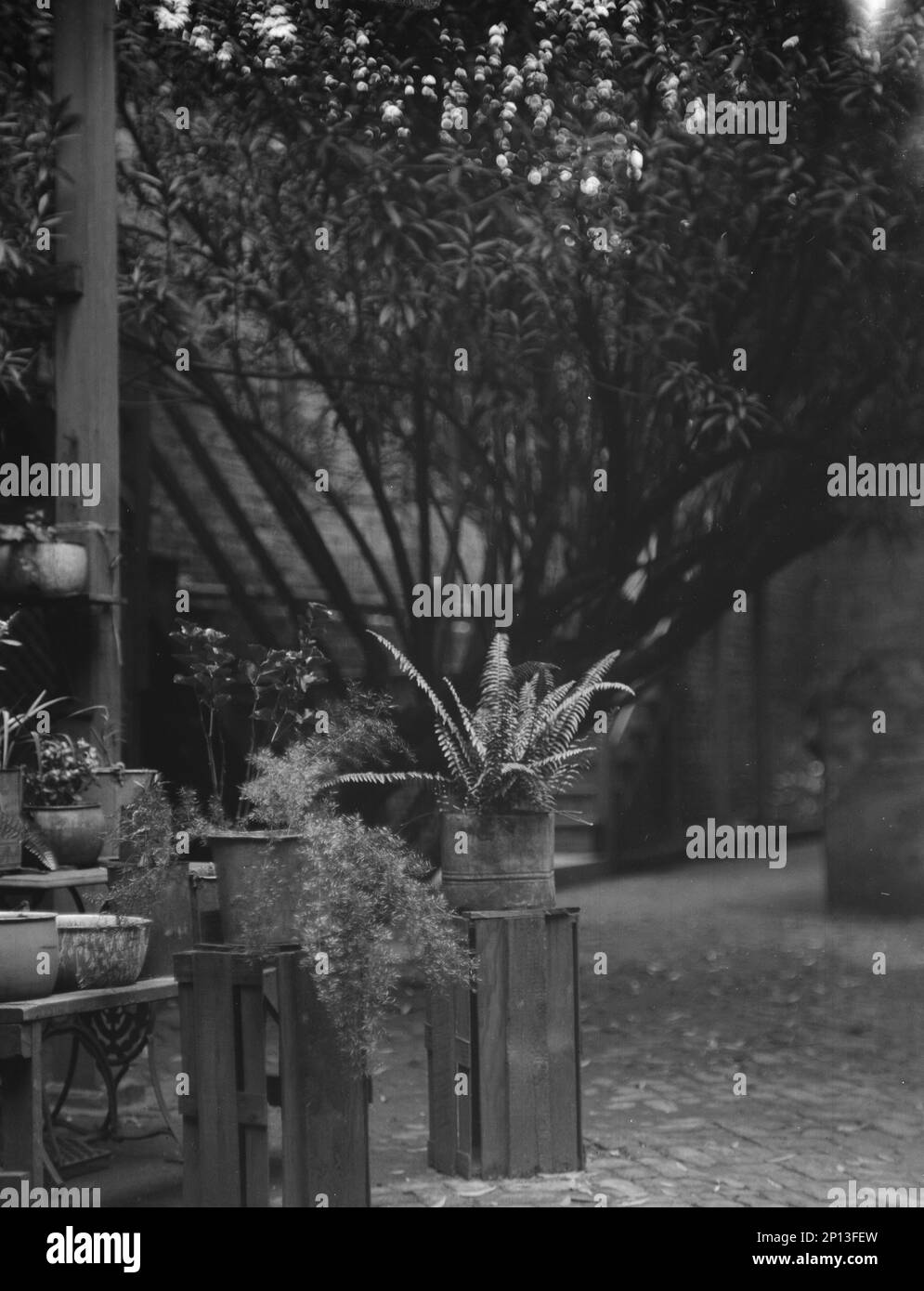 Courtyard, New Orleans, between 1920 and 1926 Stock Photo - Alamy