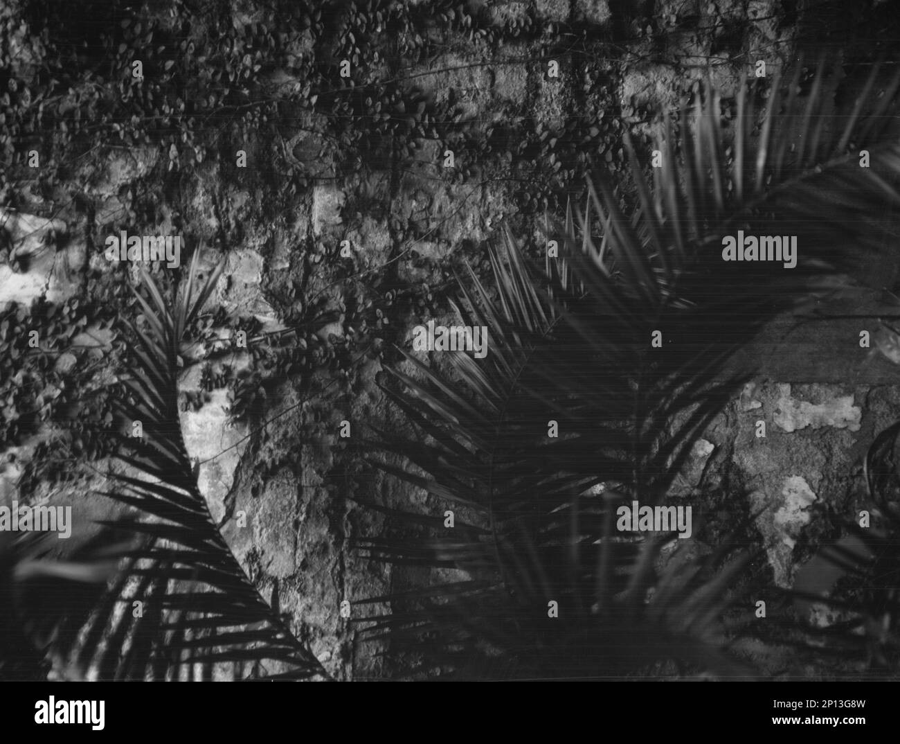 Courtyard, New Orleans, between 1920 and 1926 Stock Photo - Alamy