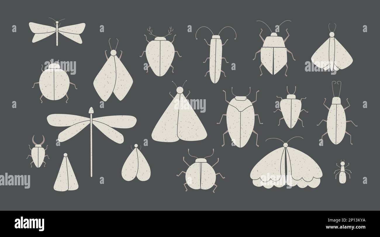 Illustrations of exotic entomology Stock Vector Images - Alamy