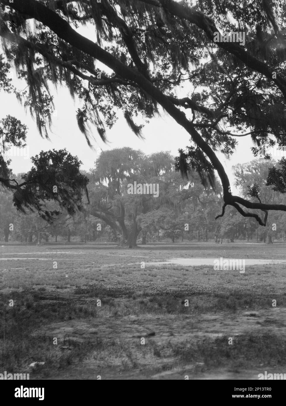 Oak trees, New Orleans, between 1920 and 1926 Stock Photo - Alamy Oak trees, New Orleans, between 1920 and 1926 Stock Photo - Alamy