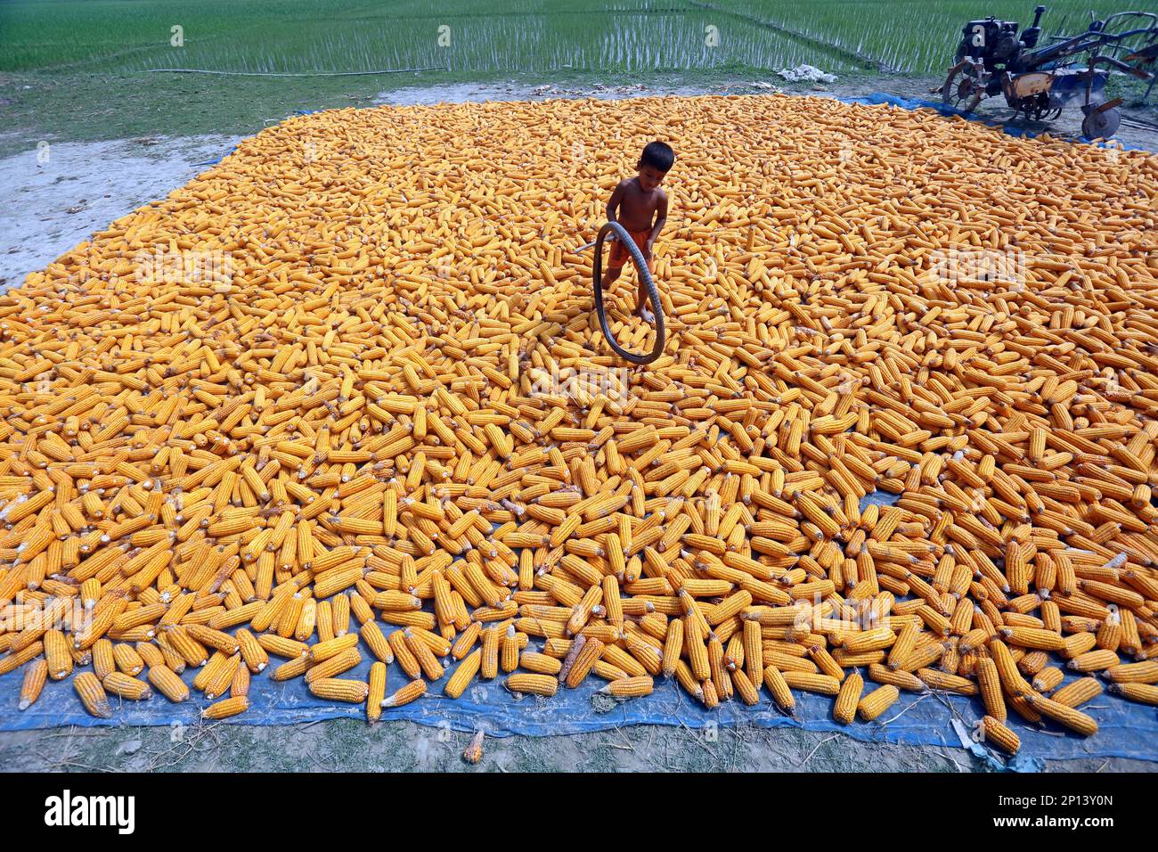 Dhaka, Bangladesh. 03rd Mar, 2023. Many farmers from Sariakandi ...