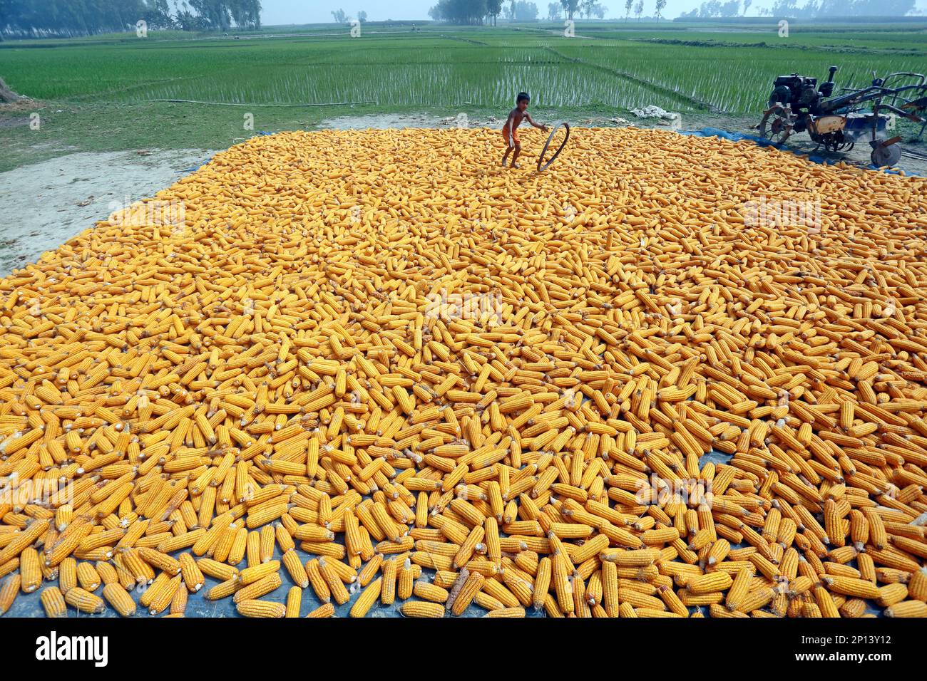 Dhaka, Bangladesh. 03rd Mar, 2023. Many farmers from Sariakandi ...