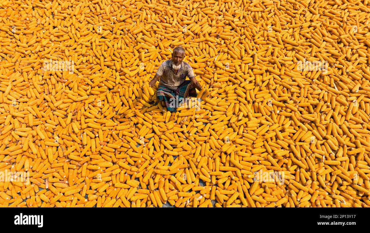 Dhaka, Bangladesh. 03rd Mar, 2023. Many farmers from Sariakandi ...