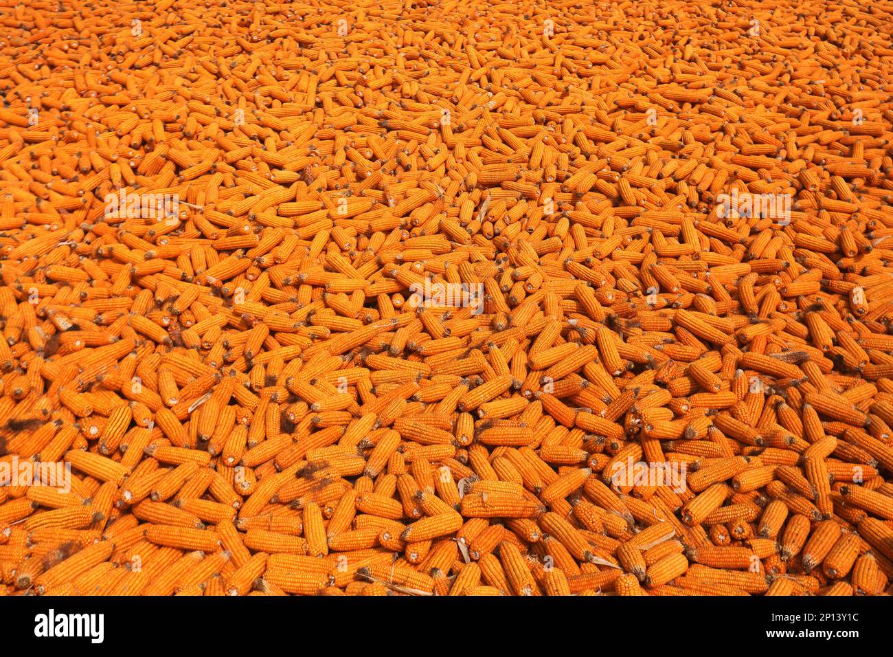 Dhaka, Bangladesh. 03rd Mar, 2023. Many farmers from Sariakandi ...