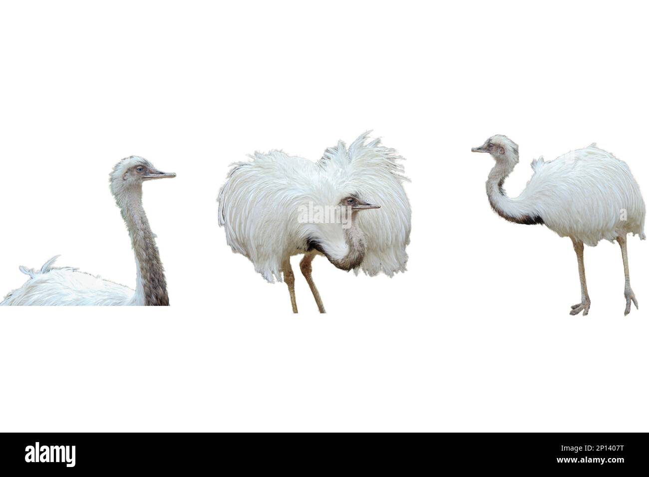 Collage with white nandu isolated on white Stock Photo - Alamy