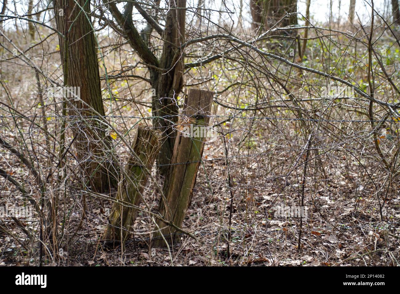 Baum baumarten hi-res stock photography and images - Alamy