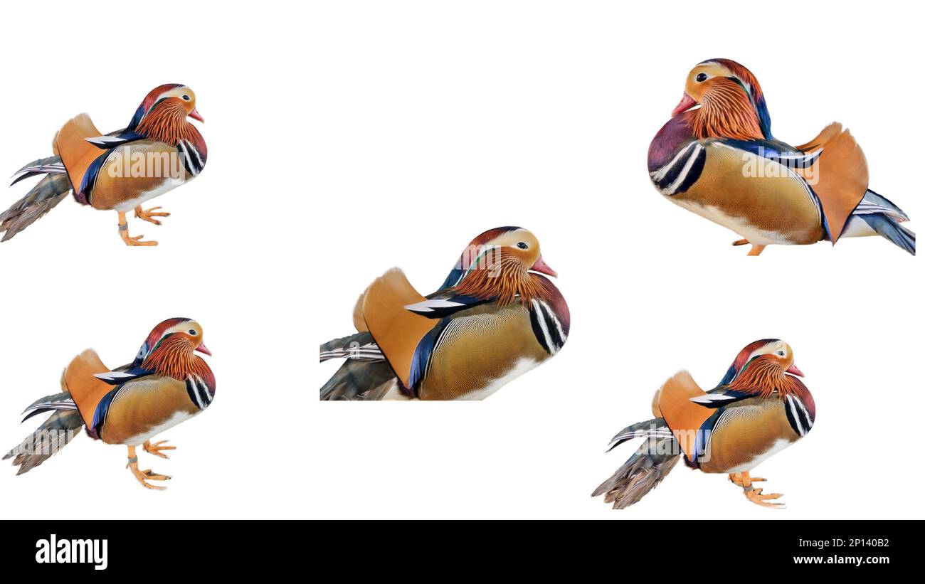 Collage with mandarin duck isolated on white background Stock Photo - Alamy