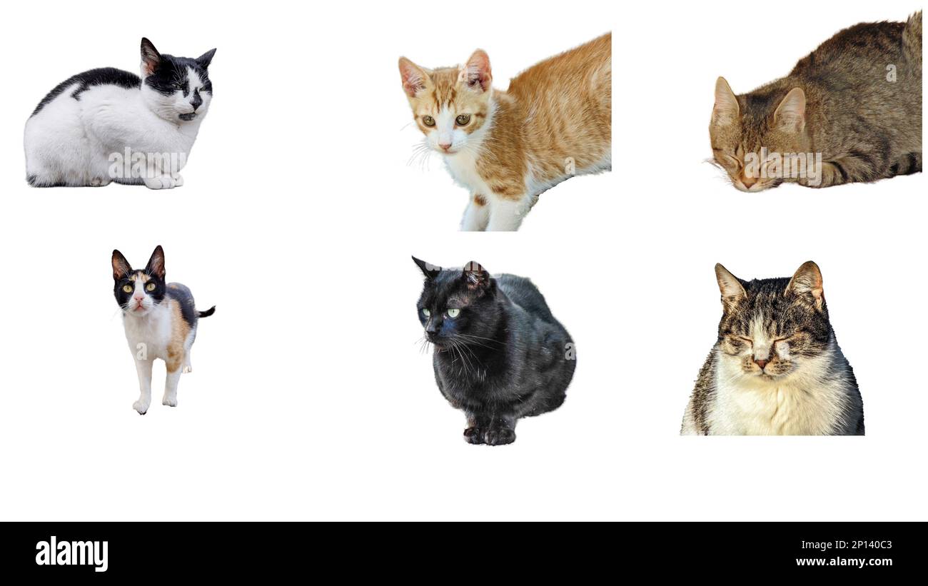 Collage with different cats isolated on white Stock Photo - Alamy