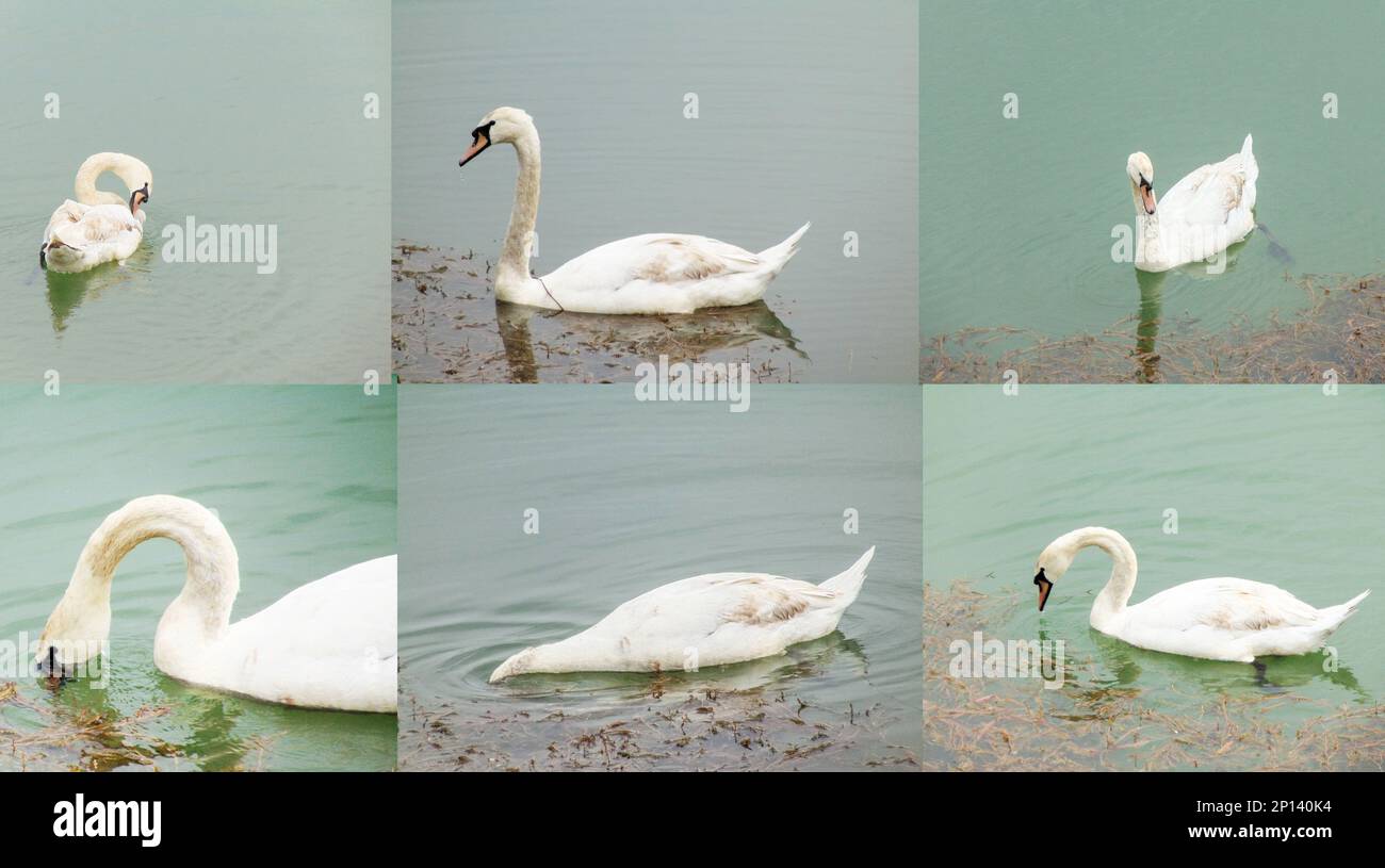 Collage wild animals birds hi-res stock photography and images - Alamy