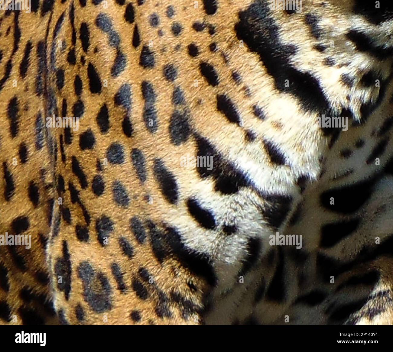 Jaguar macro hi-res stock photography and images - Alamy