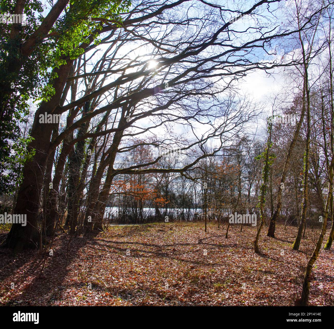 Baumarten hi-res stock photography and images - Alamy