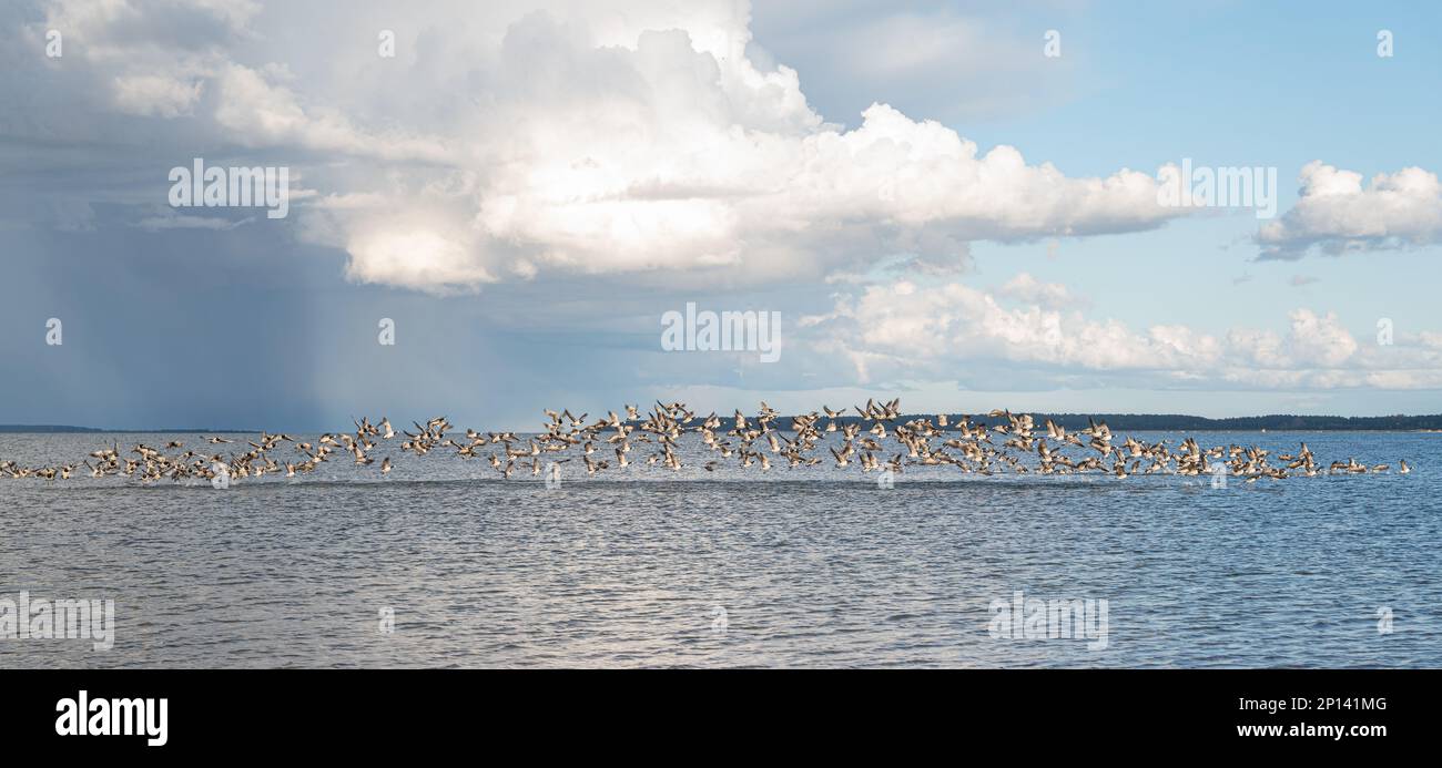 Barnacle Goose (Branta leucopsis) on spring migration over the sea ...