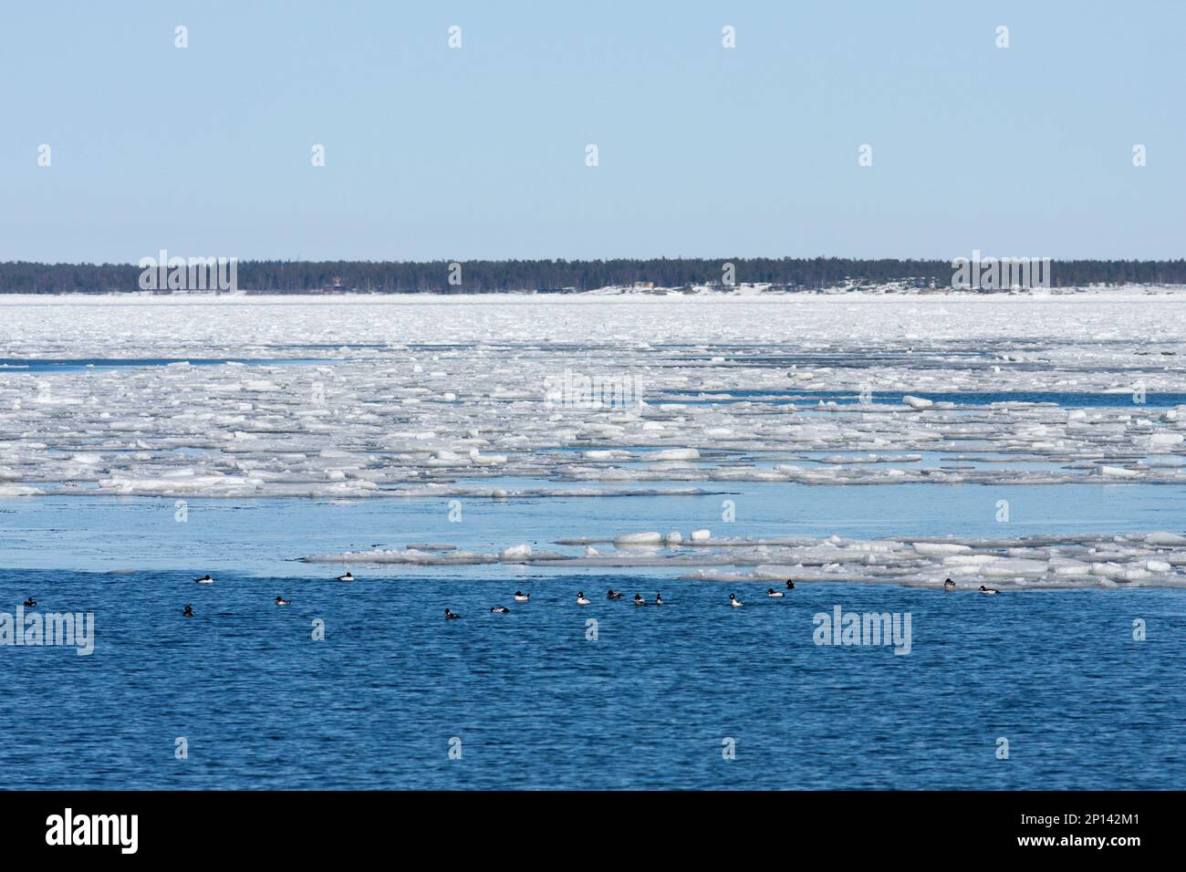 The Baltic Sea in March during the moment when the ice at sea breaks up ...
