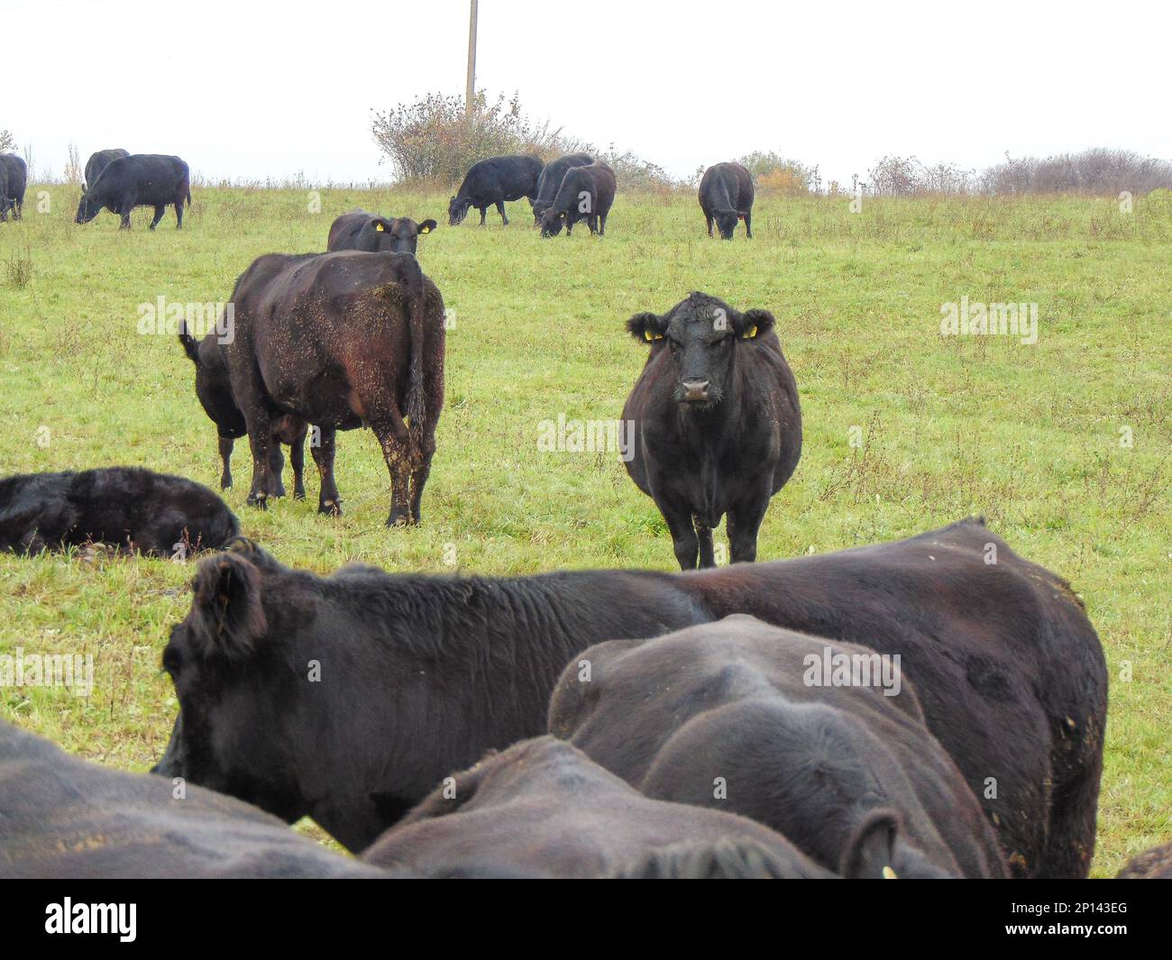 Herd of black Angus cows. Angus cows Stock Photo - Alamy