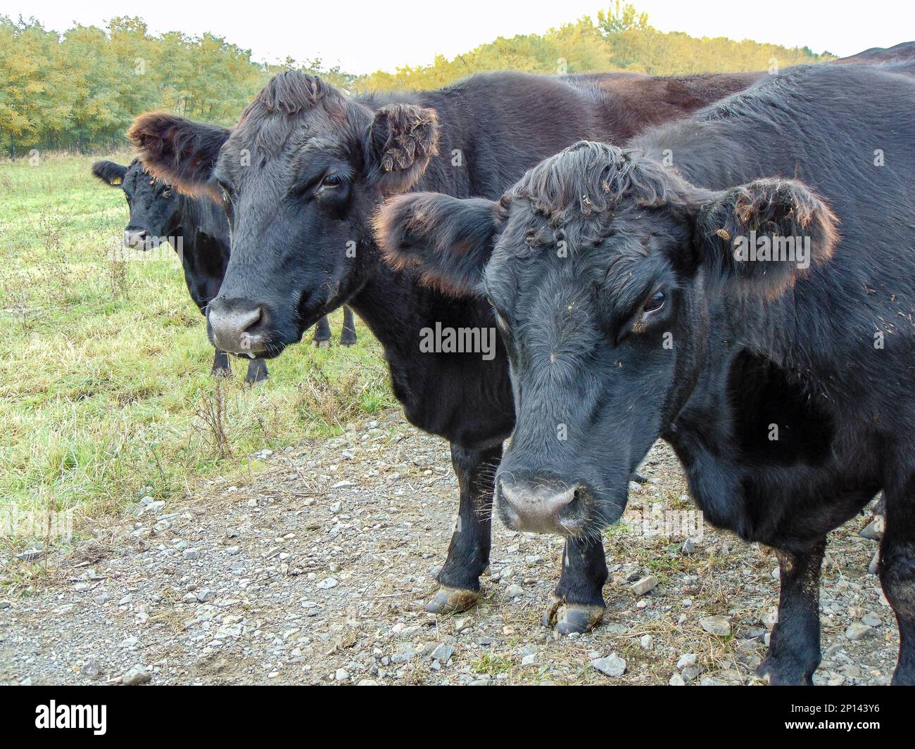 Herd of black Angus cows. Angus cows Stock Photo - Alamy