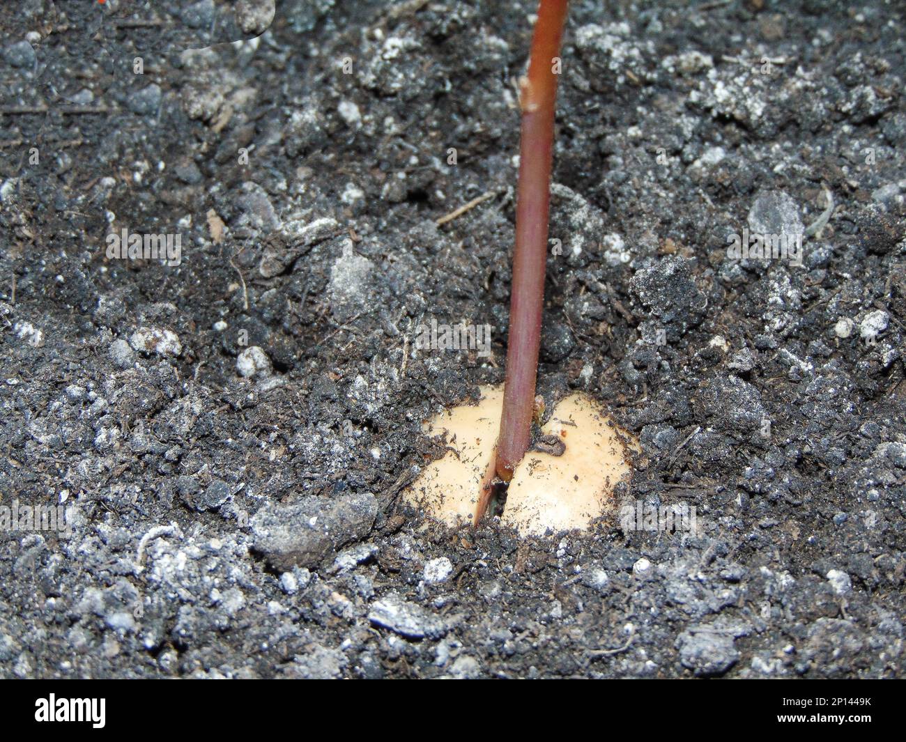Avocado seed with root and sprout. Growth stage of the avocado plant ...